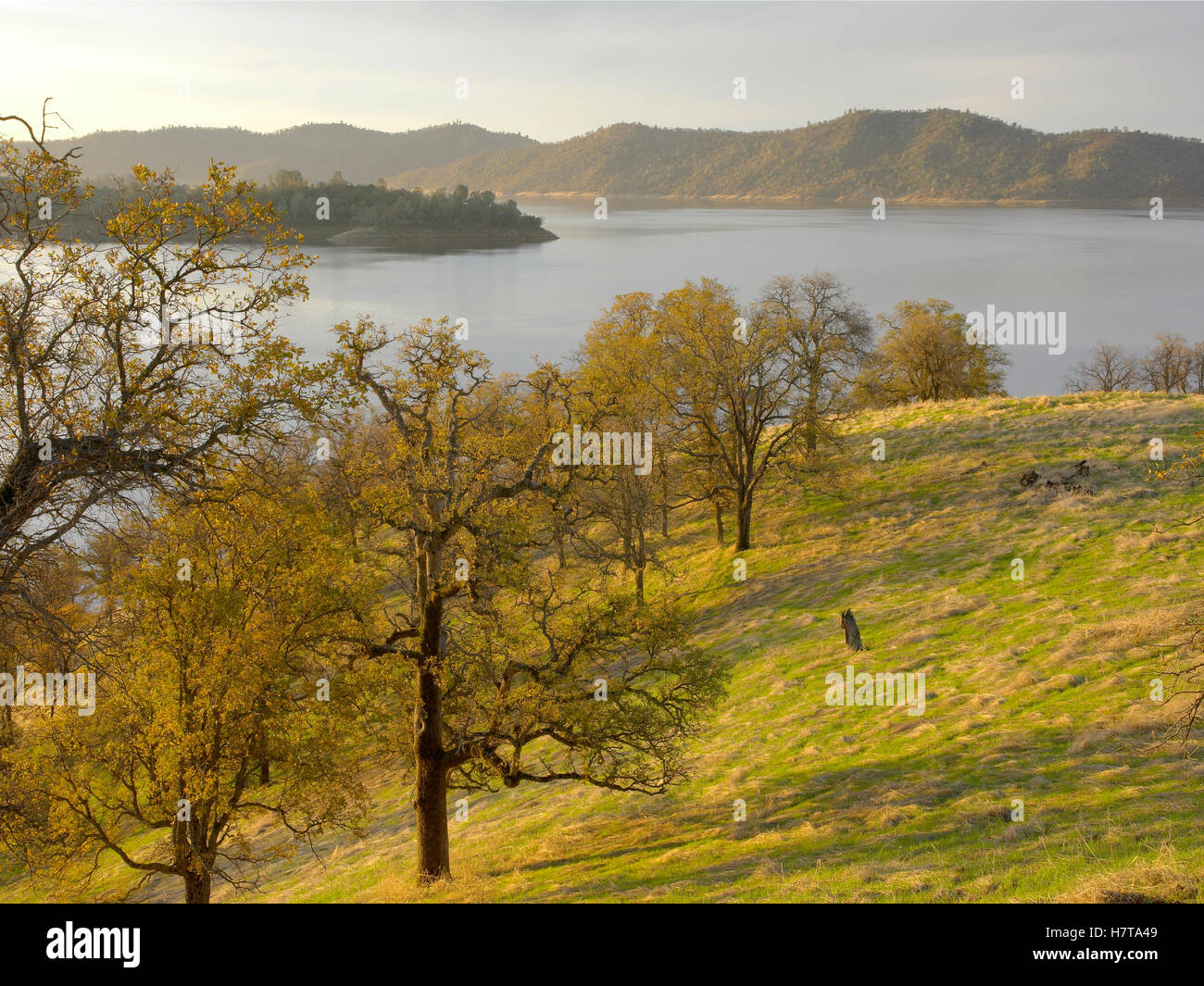 New Melones Lake surrounded by foothill Oak woodlands, man-made ...