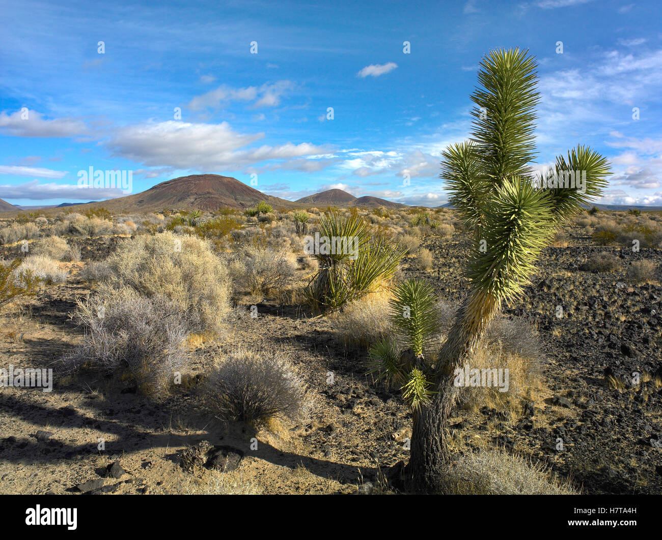Joshua Tree (Yucca brevifolia), cinder cones, and other desert ...
