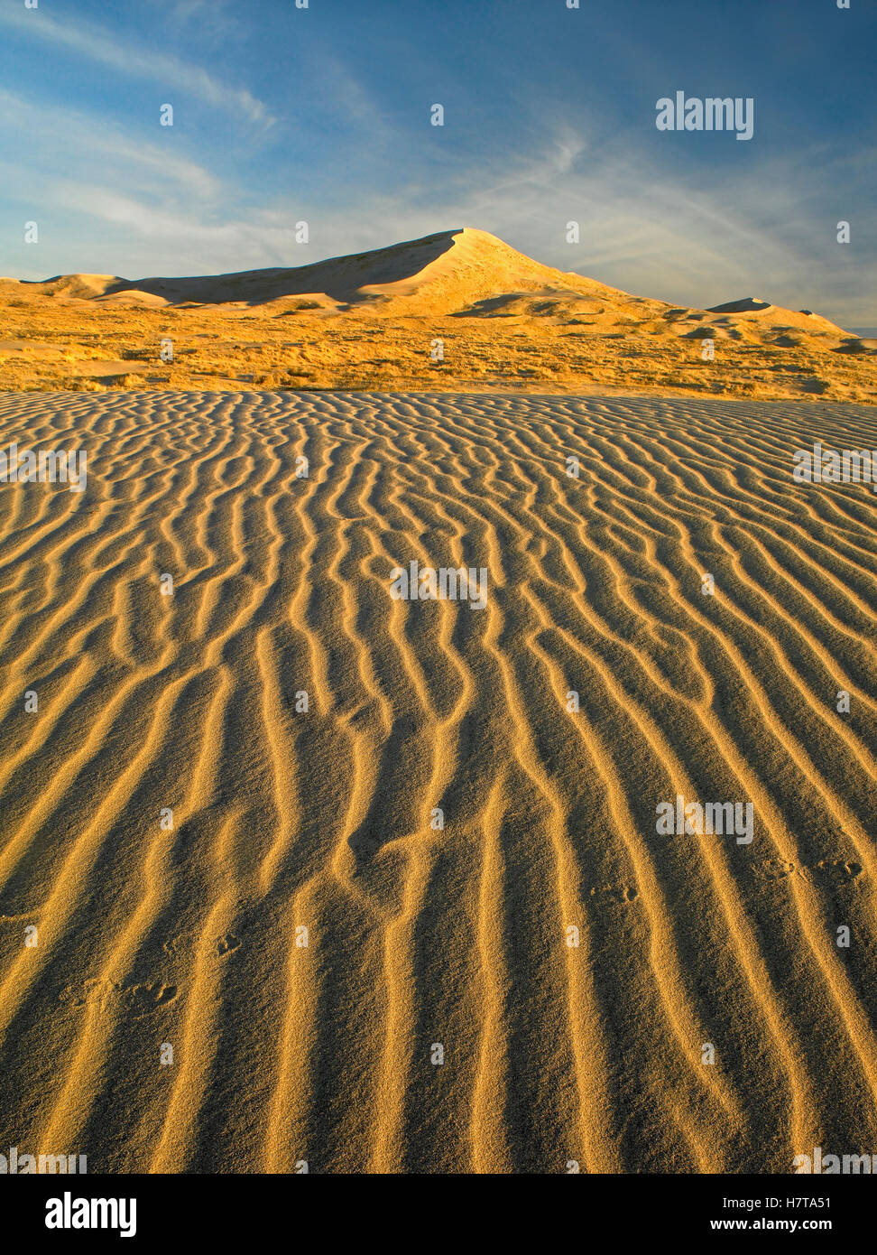 Wind ripples in Kelso Dunes, Mojave National Preserve, California Stock ...