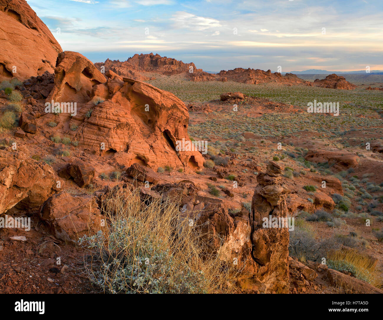 Red sandstone formations and desert vegetation, Valley of Fire State ...