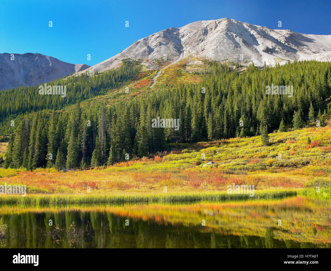 Treeline at the base of the mountain, Green Mountain, Colorado Stock ...