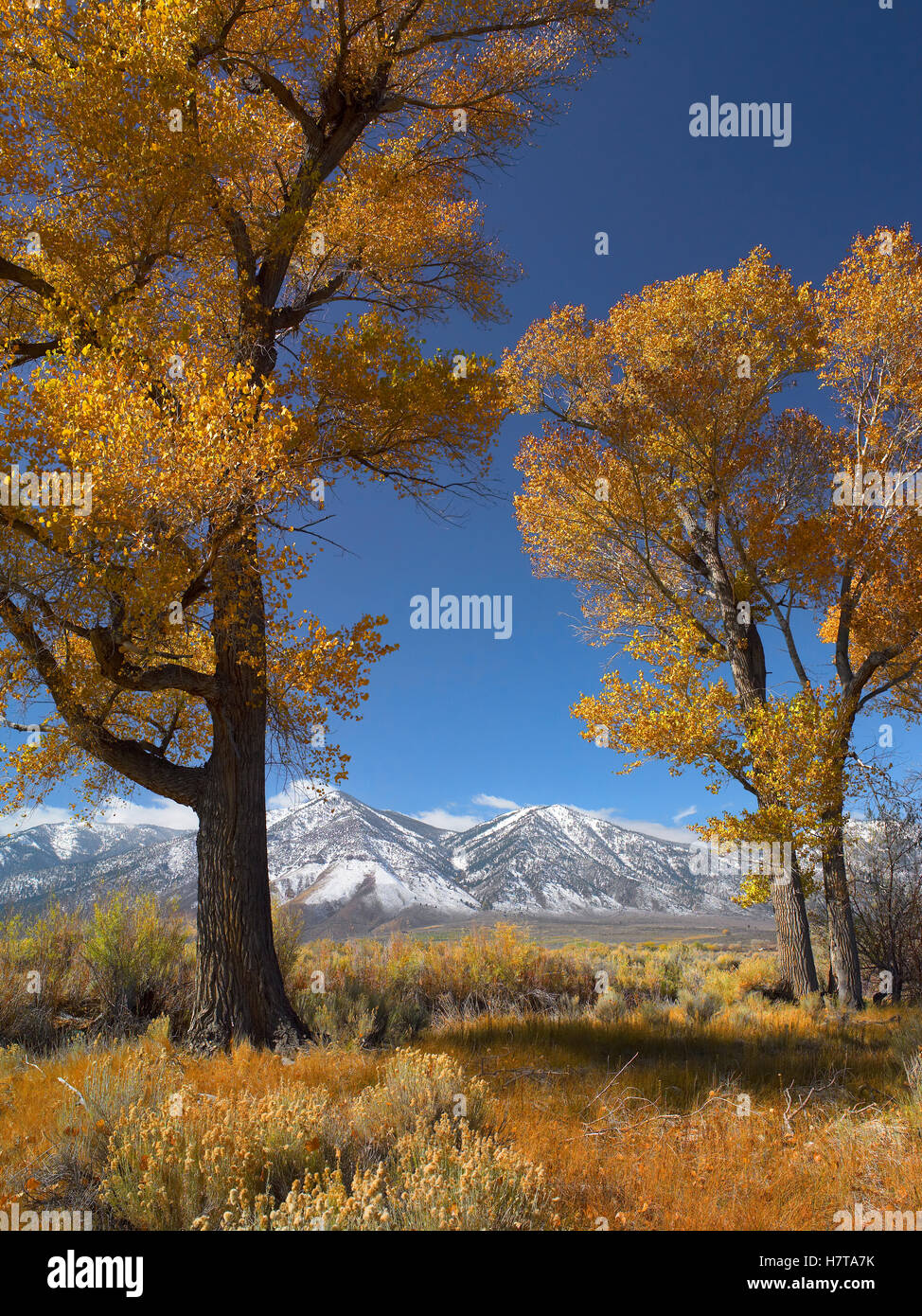 Cottonwood (Populus sp) with the Carson Range in the background, Nevada ...