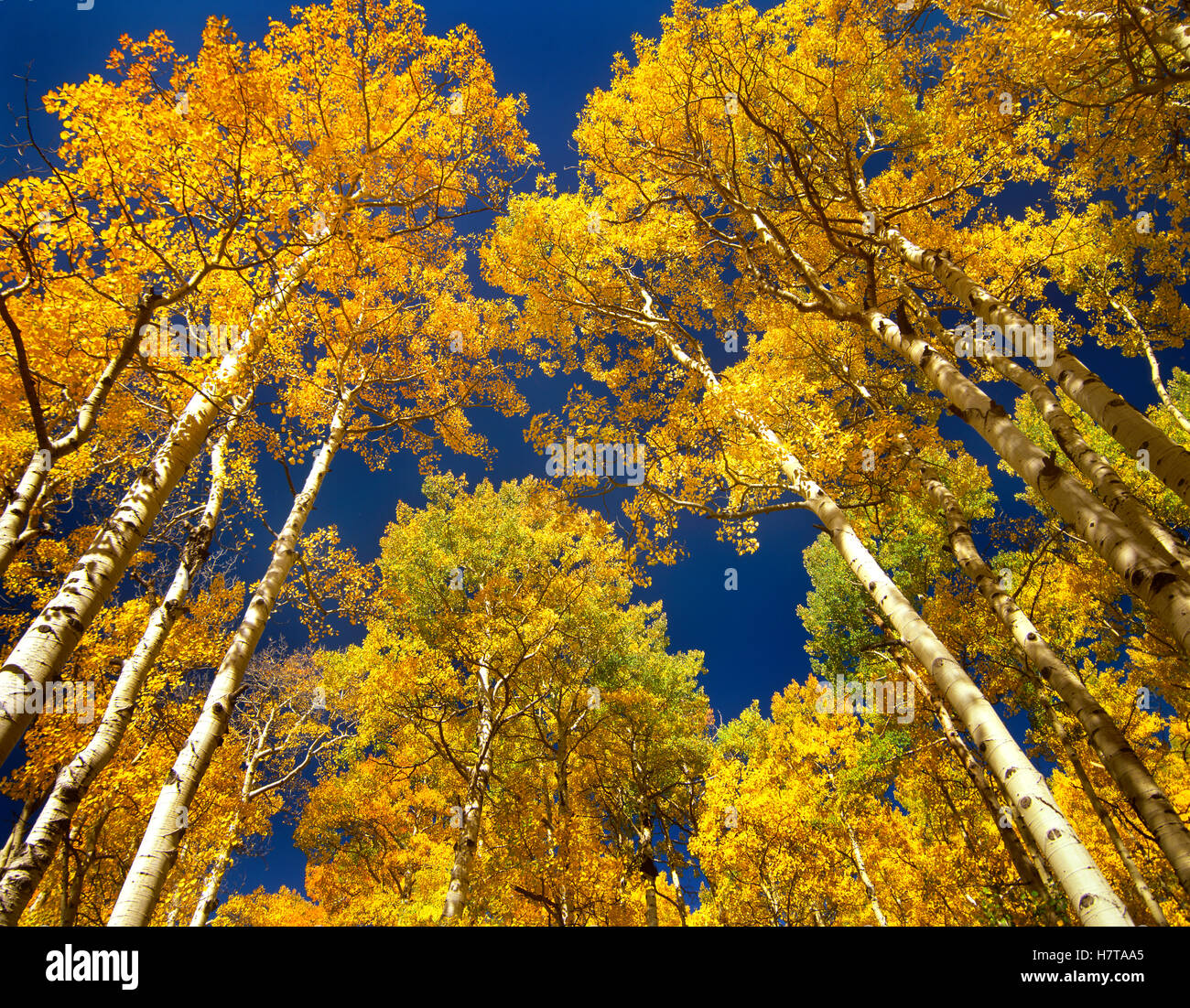 Quaking Aspen (Populus tremuloides) grove in fall colors, Maroon Bells ...