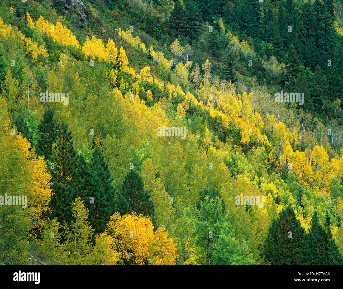 Quaking Aspen (Populus tremuloides) grove in fall colors, Gunnison ...