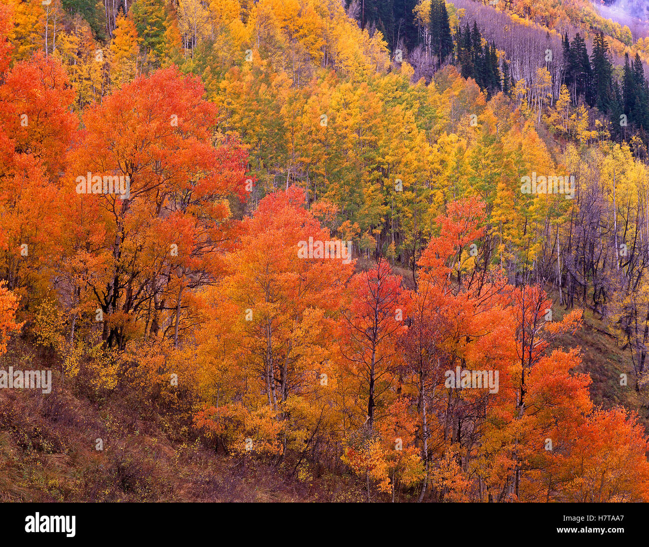 Quaking Aspen (Populus tremuloides) grove in fall colors, Washington ...