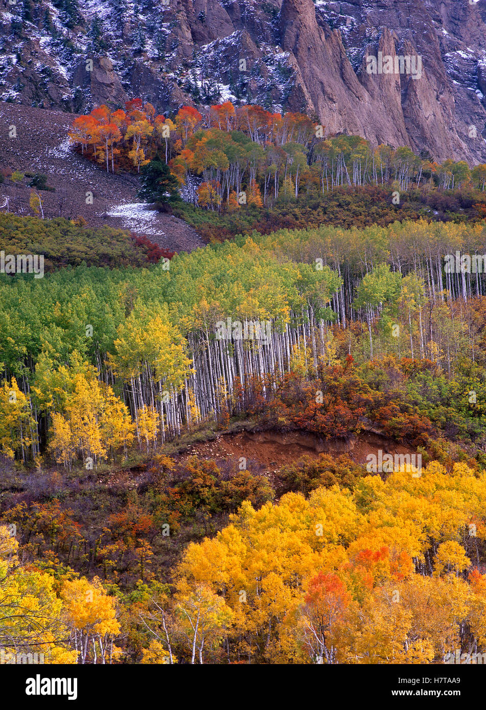Quaking Aspen (Populus tremuloides) grove in fall colors, Marcellina ...