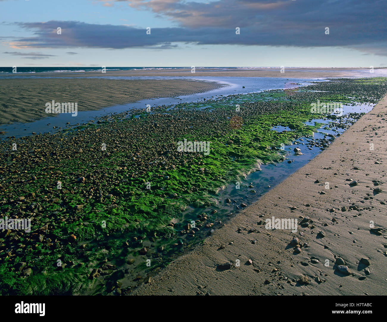 Freshwater stream flowing into the Atlantic Ocean, Cape Cod National ...