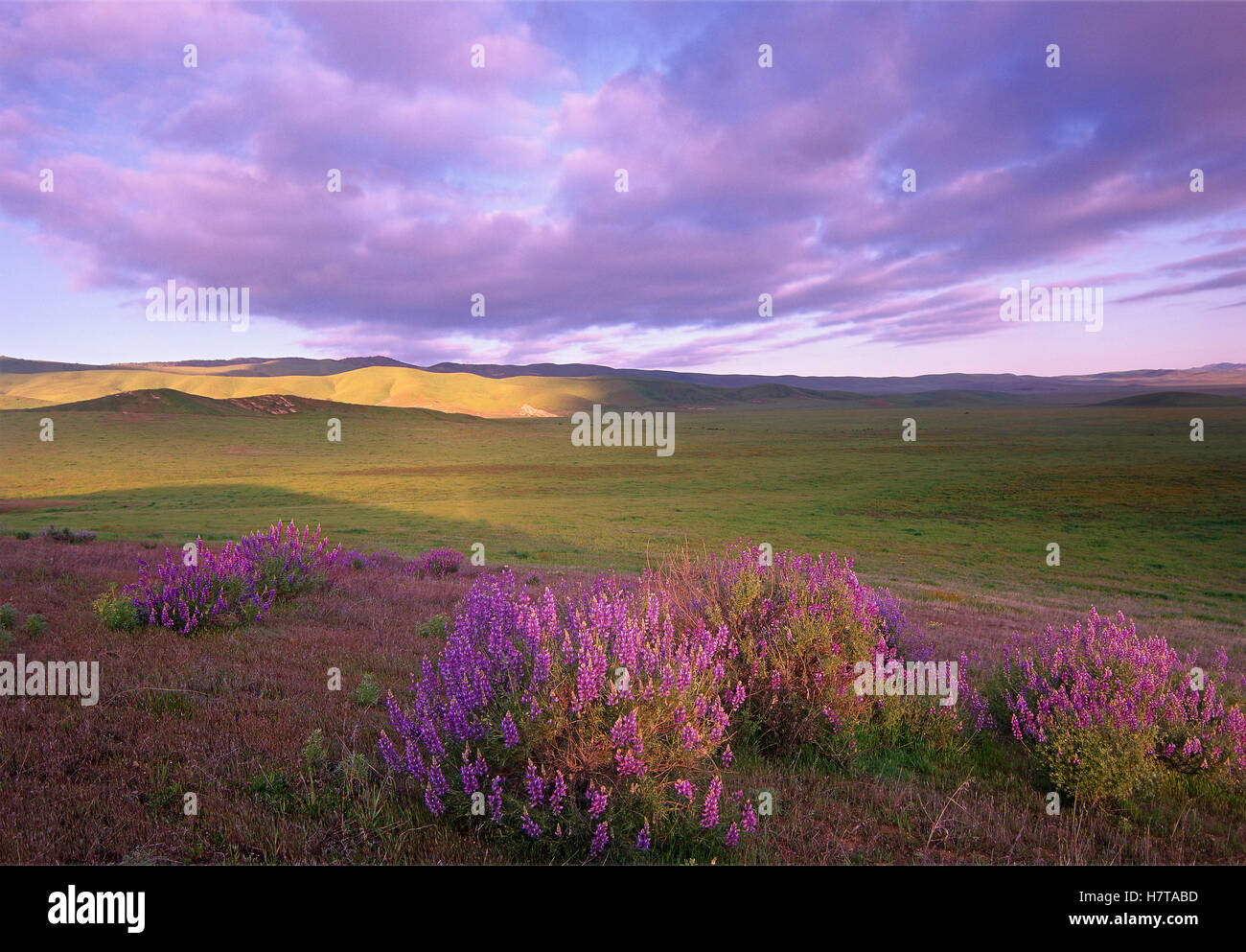 Large-leaved Lupine (Lupinus polyphyllus) in bloom overlooking ...