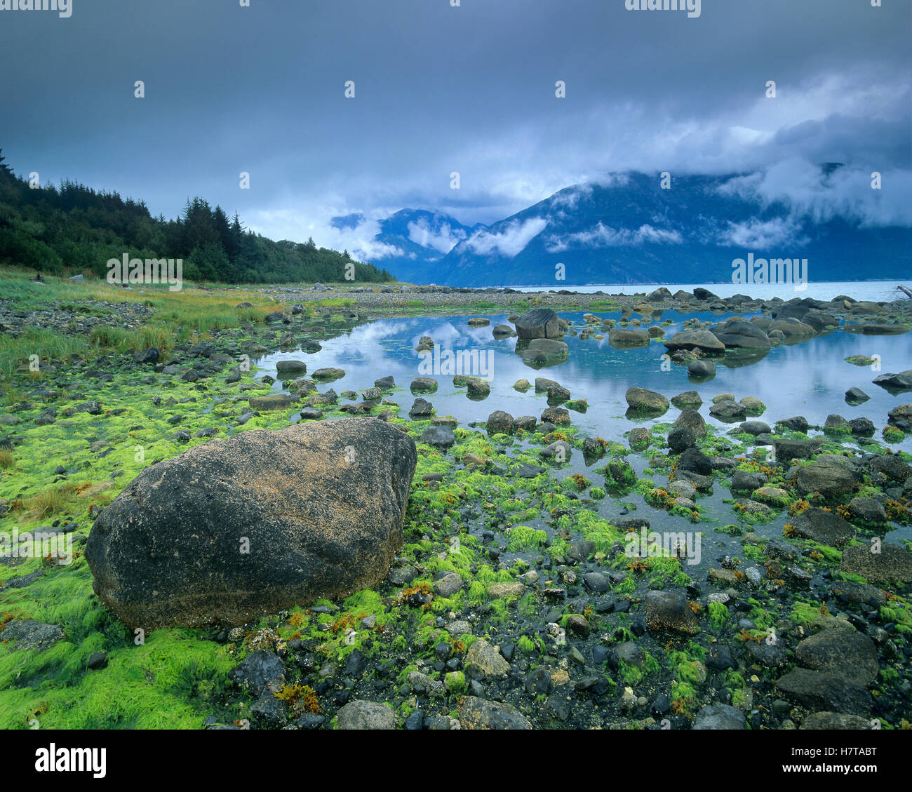 Low tide revealing algae covered rocks, Alaska Stock Photo - Alamy