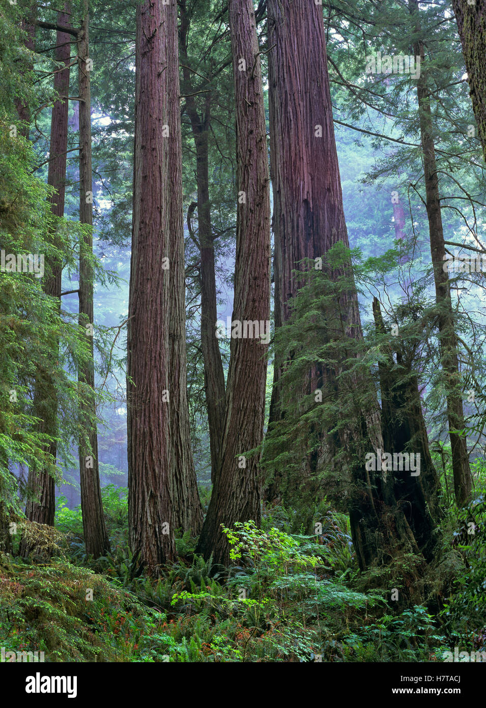 Coast Redwood (Sequoia sempervirens) opld growth stand, Del Norte Coast ...