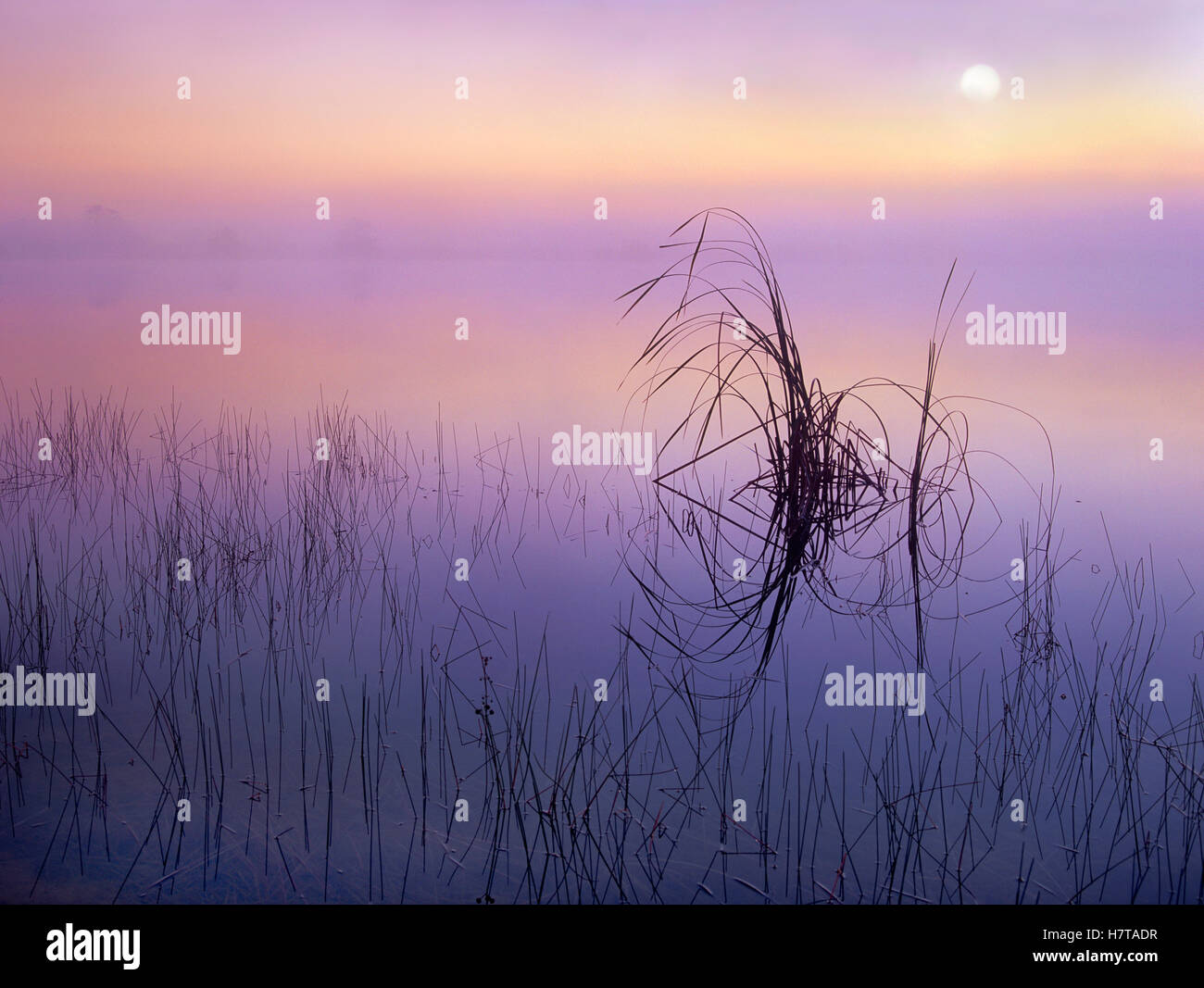 Reeds silhouetted in water with full moon, Everglades National Park ...