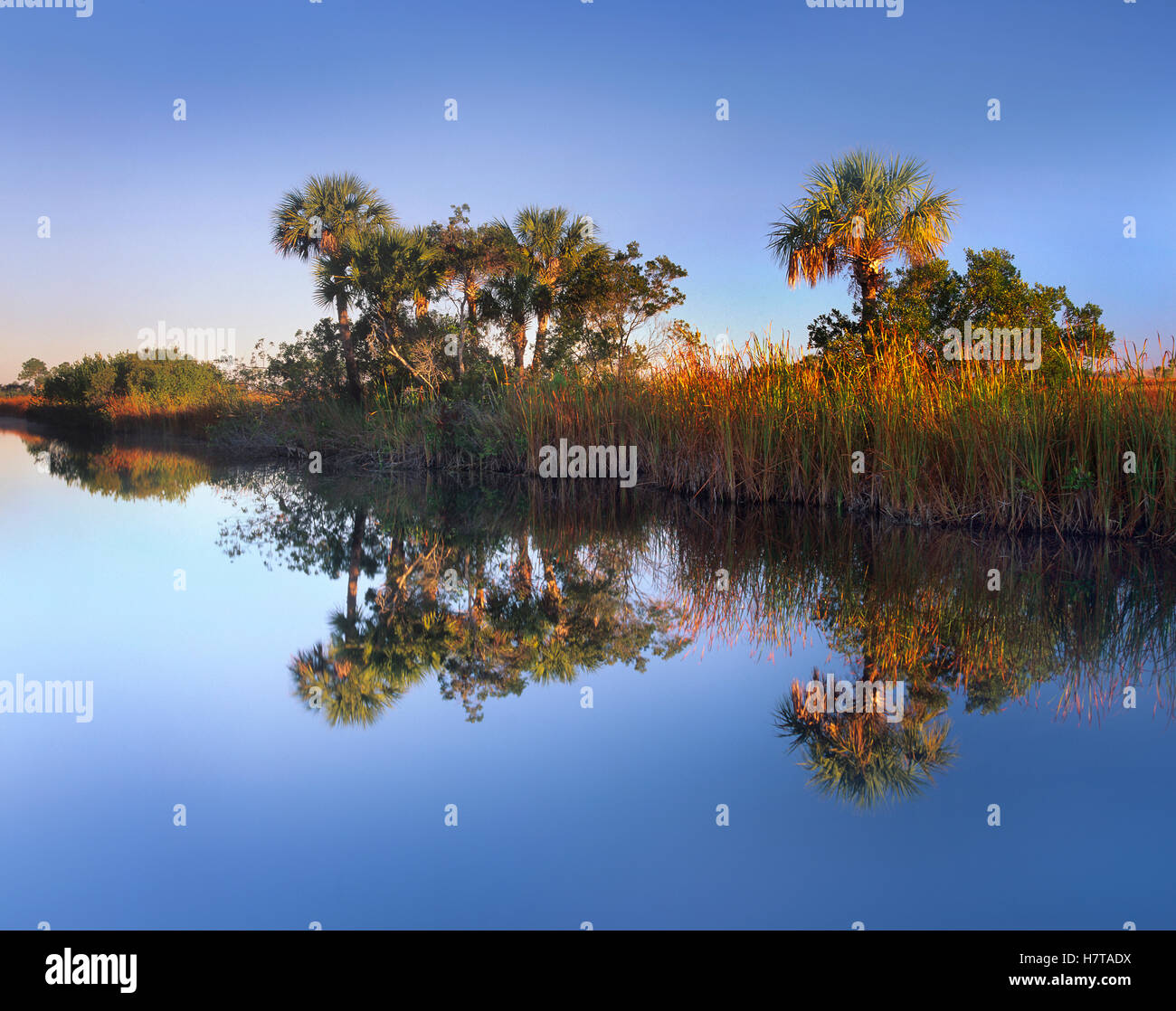 Royal Palm (Roystonea regia) trees and reeds along waterway ...