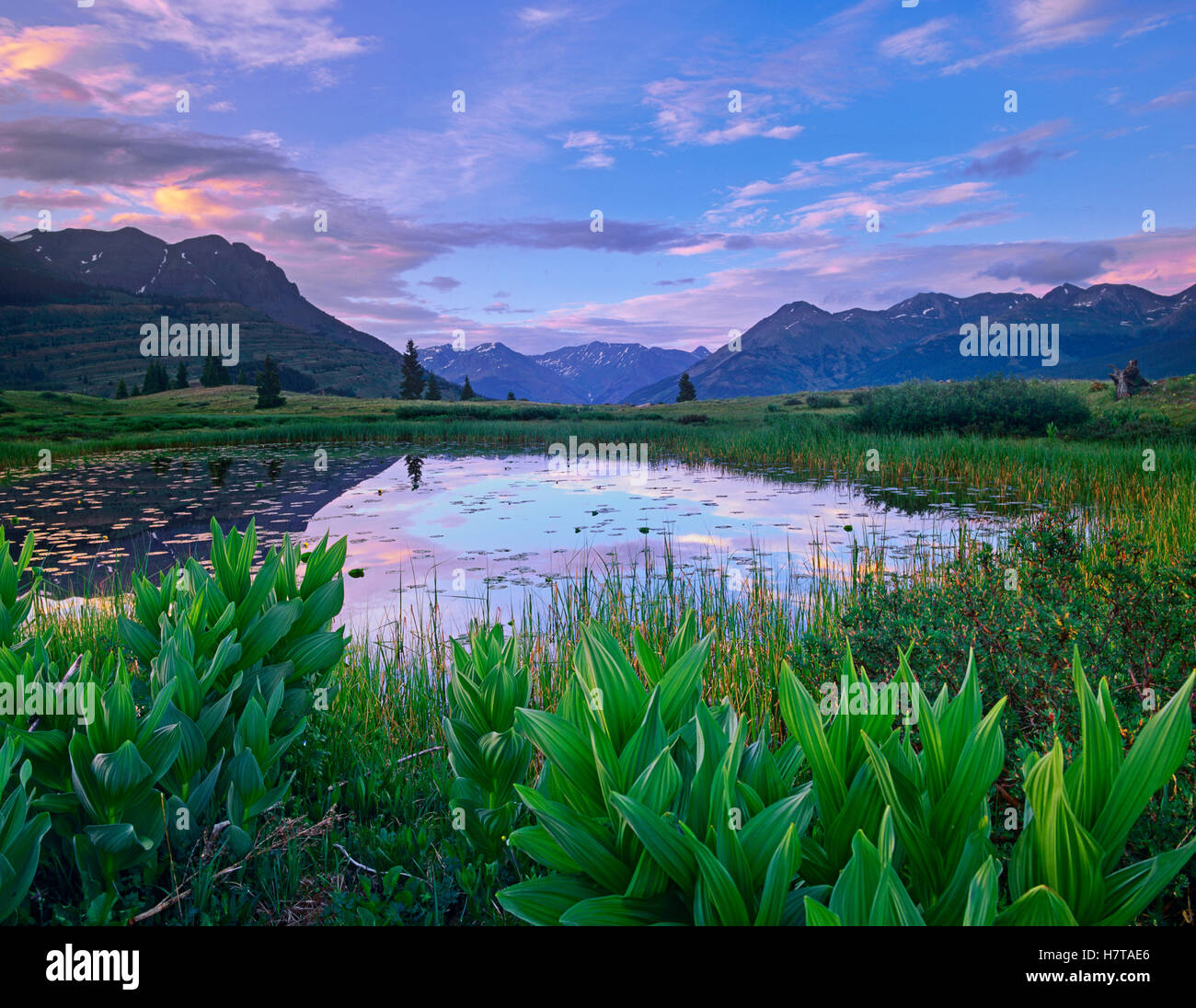 False Hellebore (Veratrum sp) surrounded pond with Grand Turk and ...