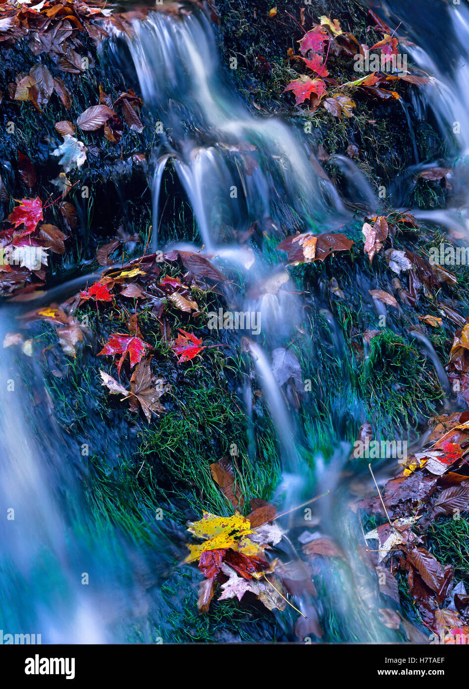 Autumn leaves amid cascading waterfall, Great Smoky Mountains National ...