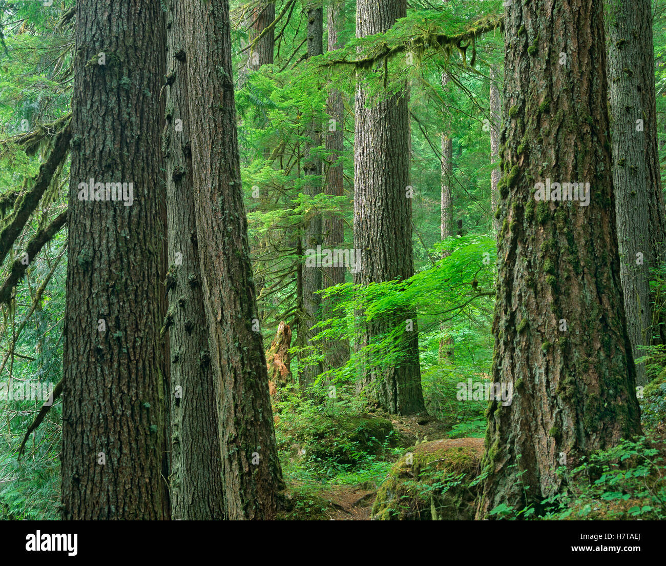 Western Red Cedar (Thuja plicata) old growth forest, Grove of the ...