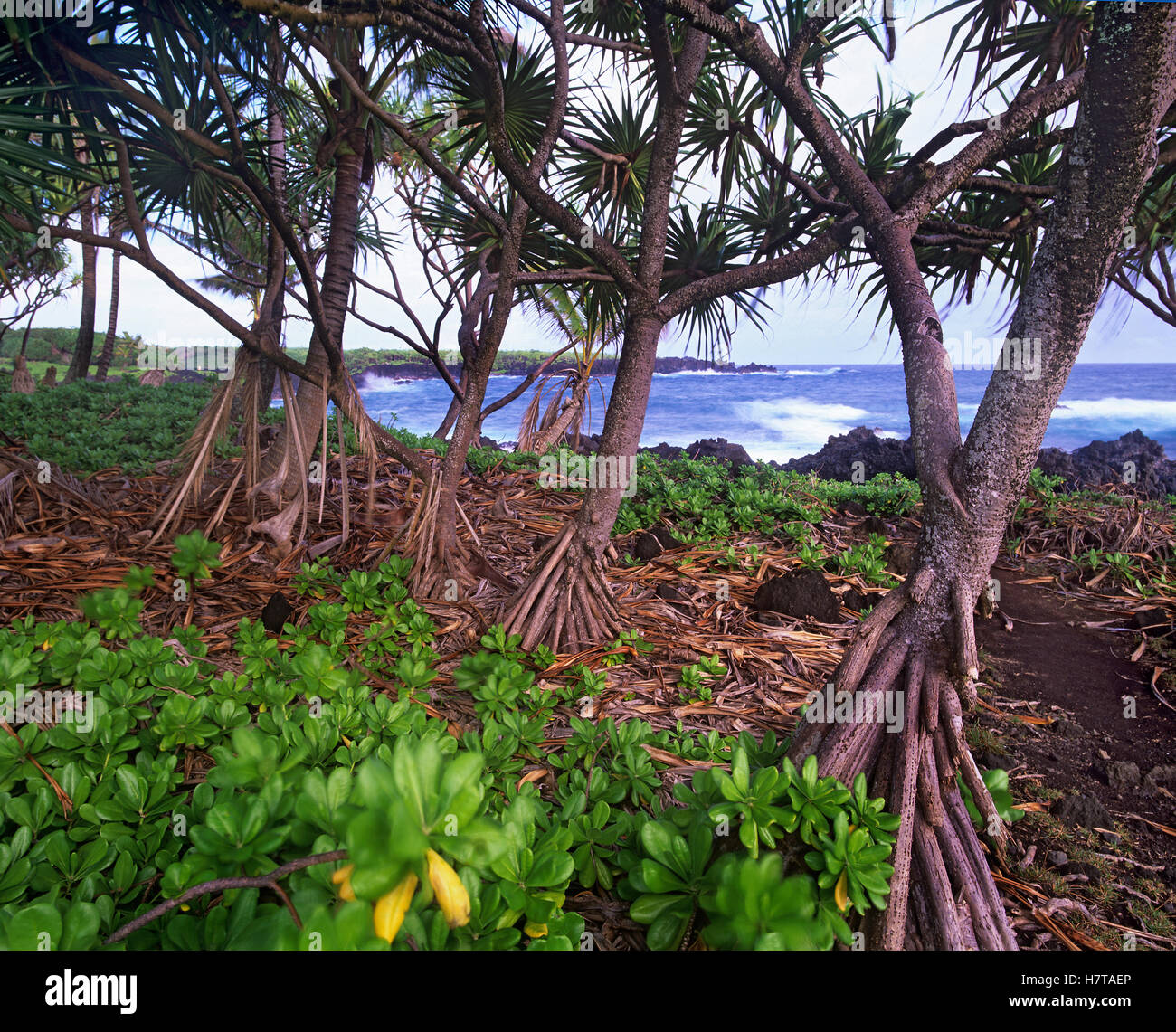Hala (Pandanus tectorius) trees along Hana Coast, Maui, Hawaii Stock ...