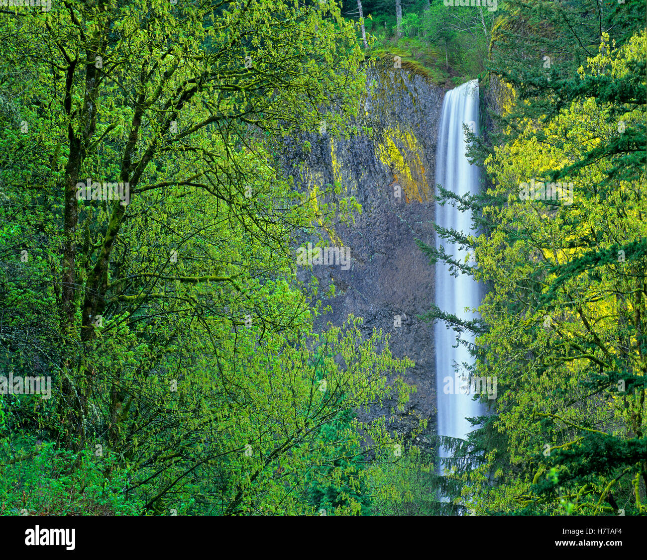Latourell Falls, Columbia River Gorge near Portland, Oregon Stock Photo ...