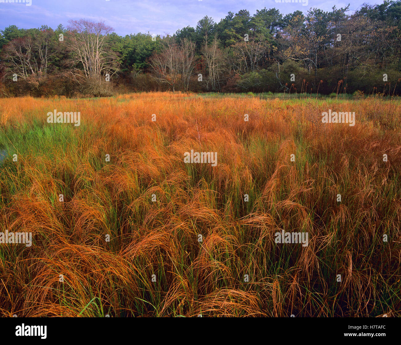 Marsh at Province Lands, Cape Cod, Massachusetts Stock Photo - Alamy