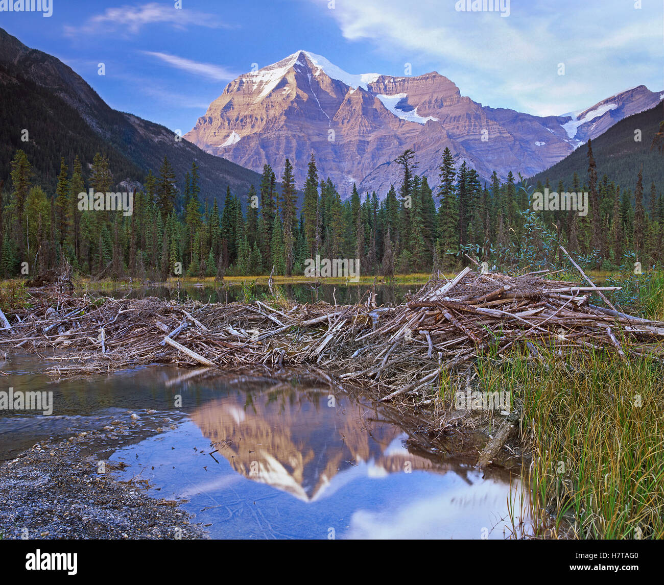 Beaver dam and pond surrounded by boreal forest with Mount Robson in ...