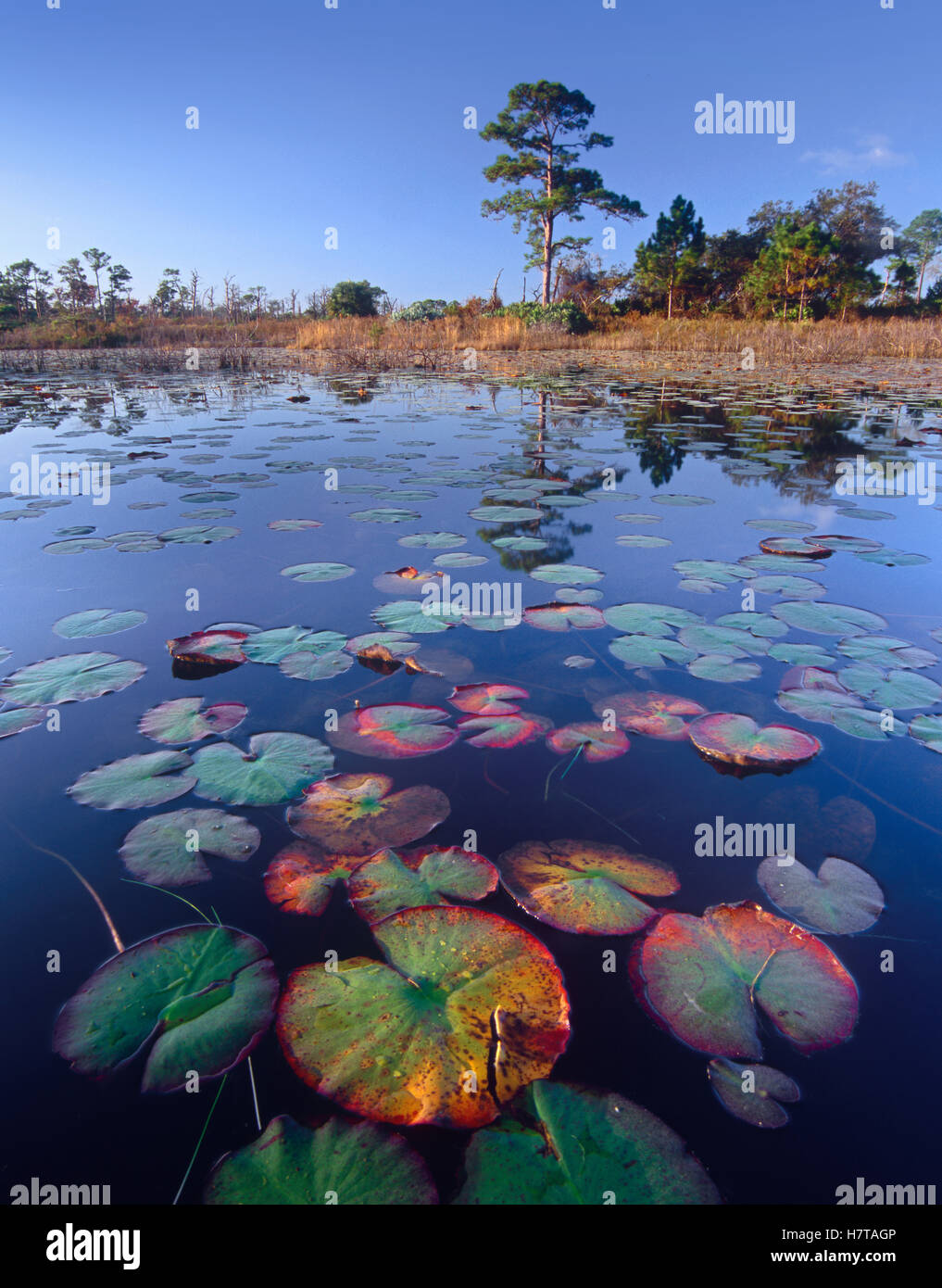 Waterlilies floating in pond, Jonathan Dickinson State Park near Hobe ...