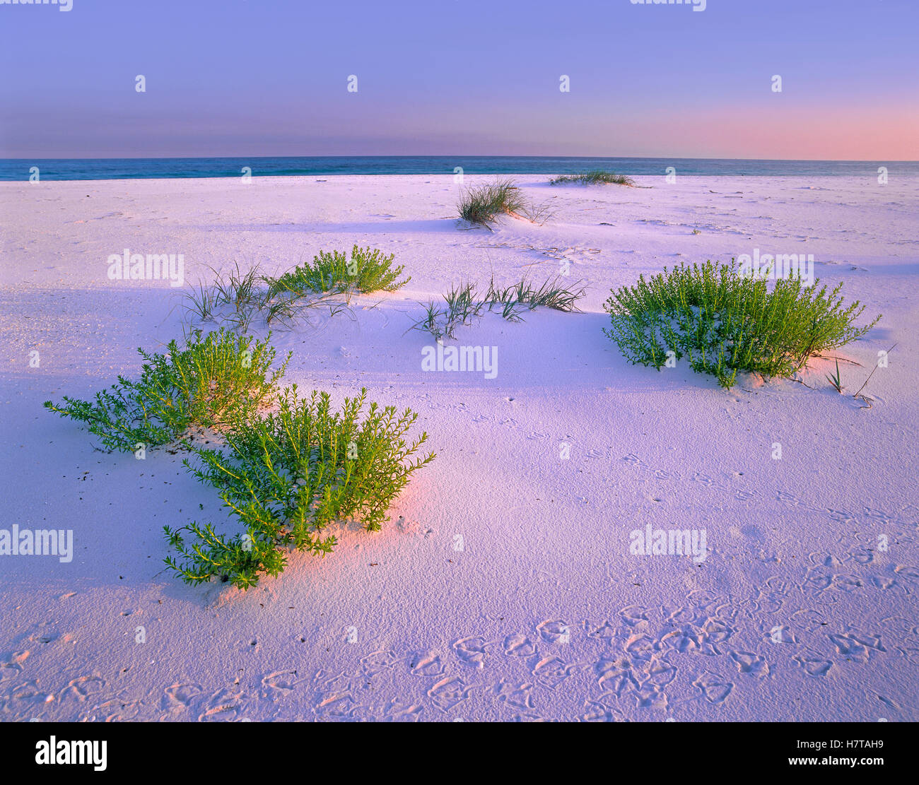 Dune vegetation and shorebird tracks in sand, Santa Rosa Island, Gulf ...