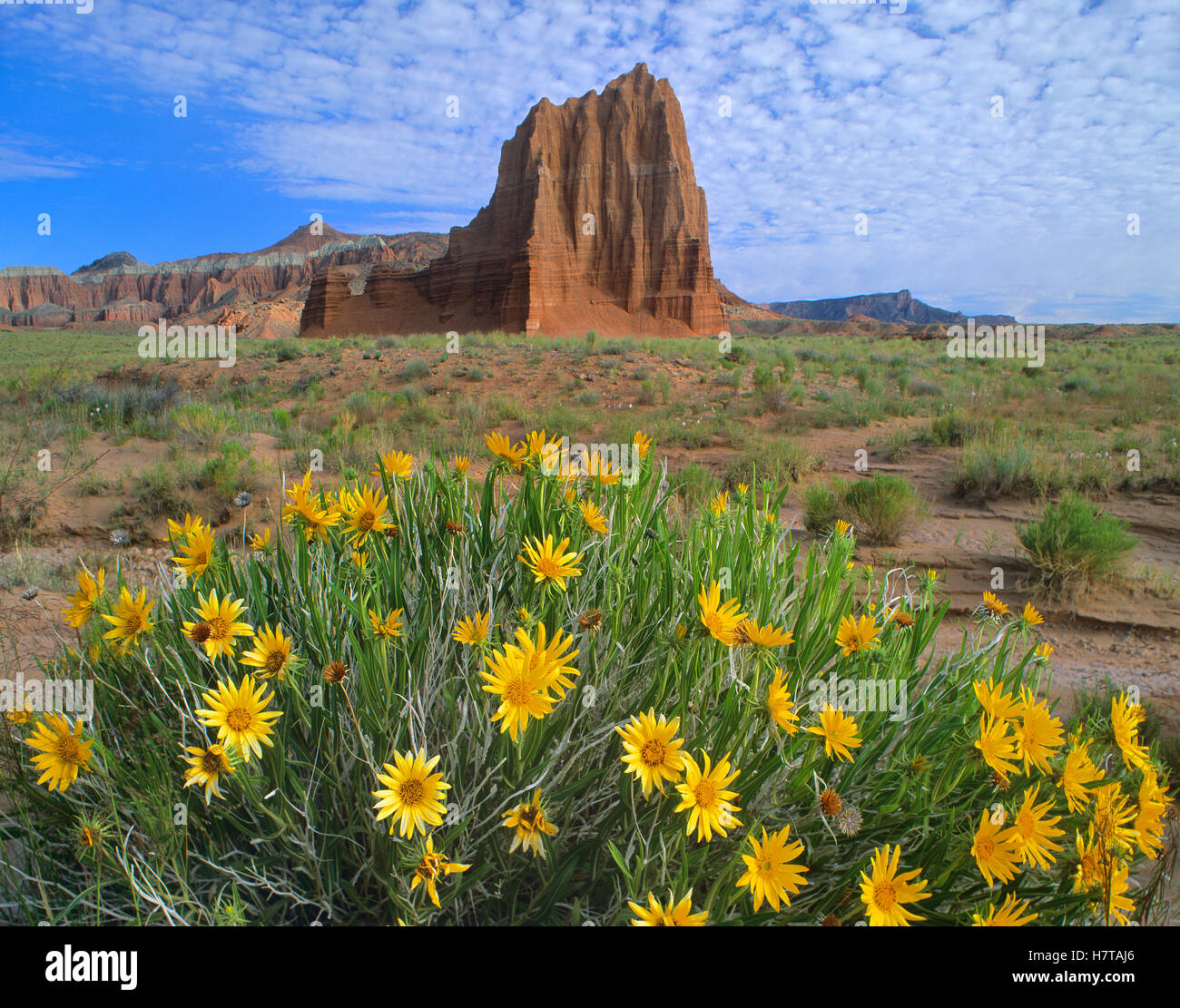 Common Sunflower (Helianthus annuus) cluster and Temple of the Sun ...