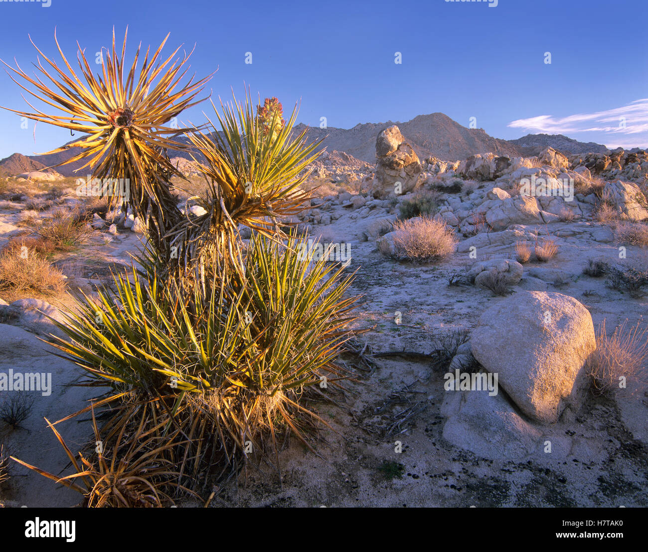Mojave Yucca (Yucca schidigera) in rocky landscape, Mojave National ...