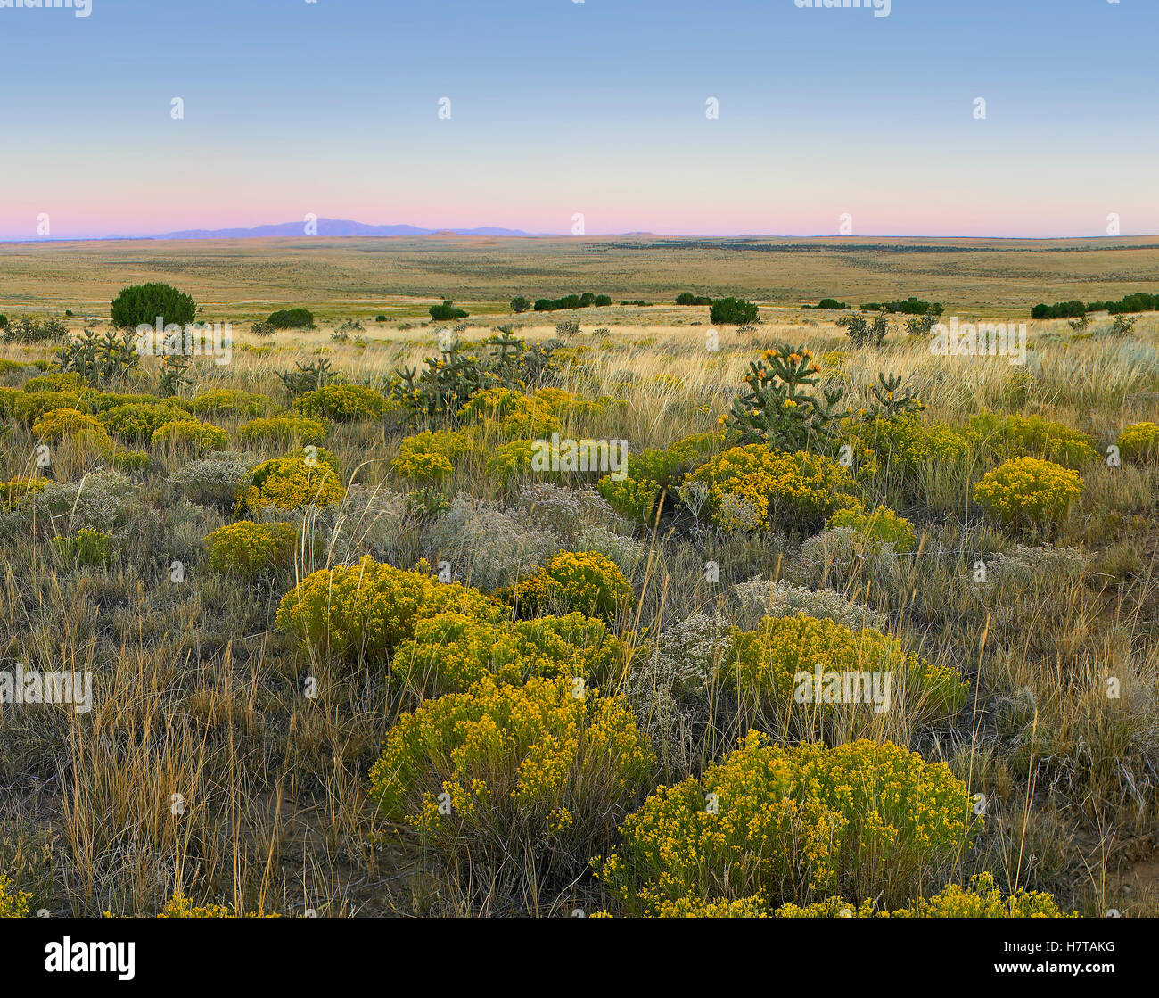 Broomweed (Gutierrezia dracunculoides) growing among prairie grasses ...
