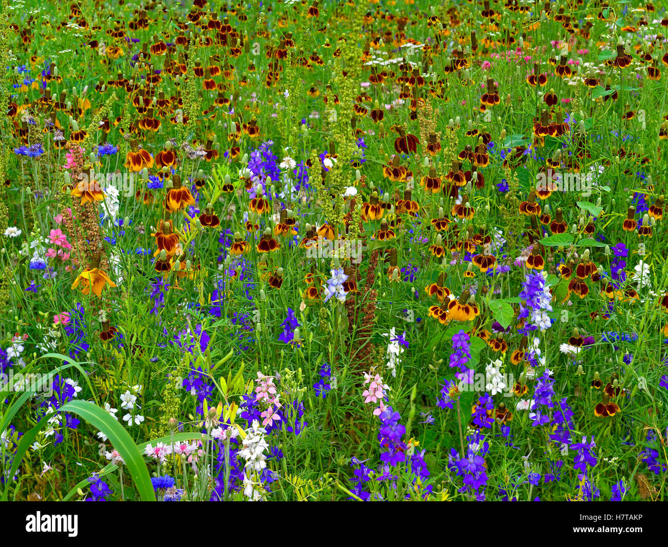 Delphinium (Delphinium staphisagria) and Mexican Hat (Ratibida ...
