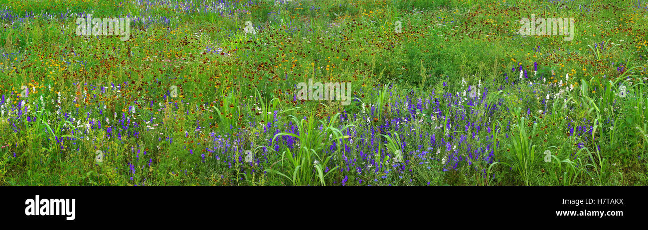 Delphinium (Delphinium staphisagria) and Mexican Hat (Ratibida ...