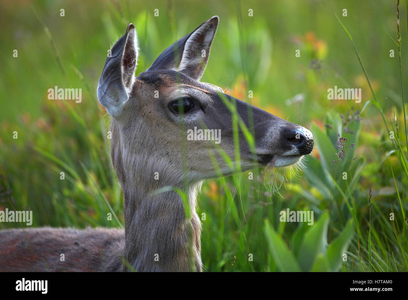 White-tailed Deer (Odocoileus virginianus) portrait in tall spring ...