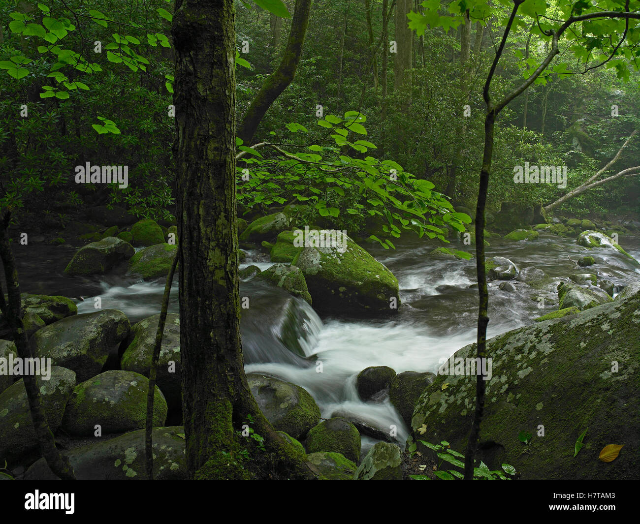Roaring Fork River flowing through the Great Smoky Mountains National ...