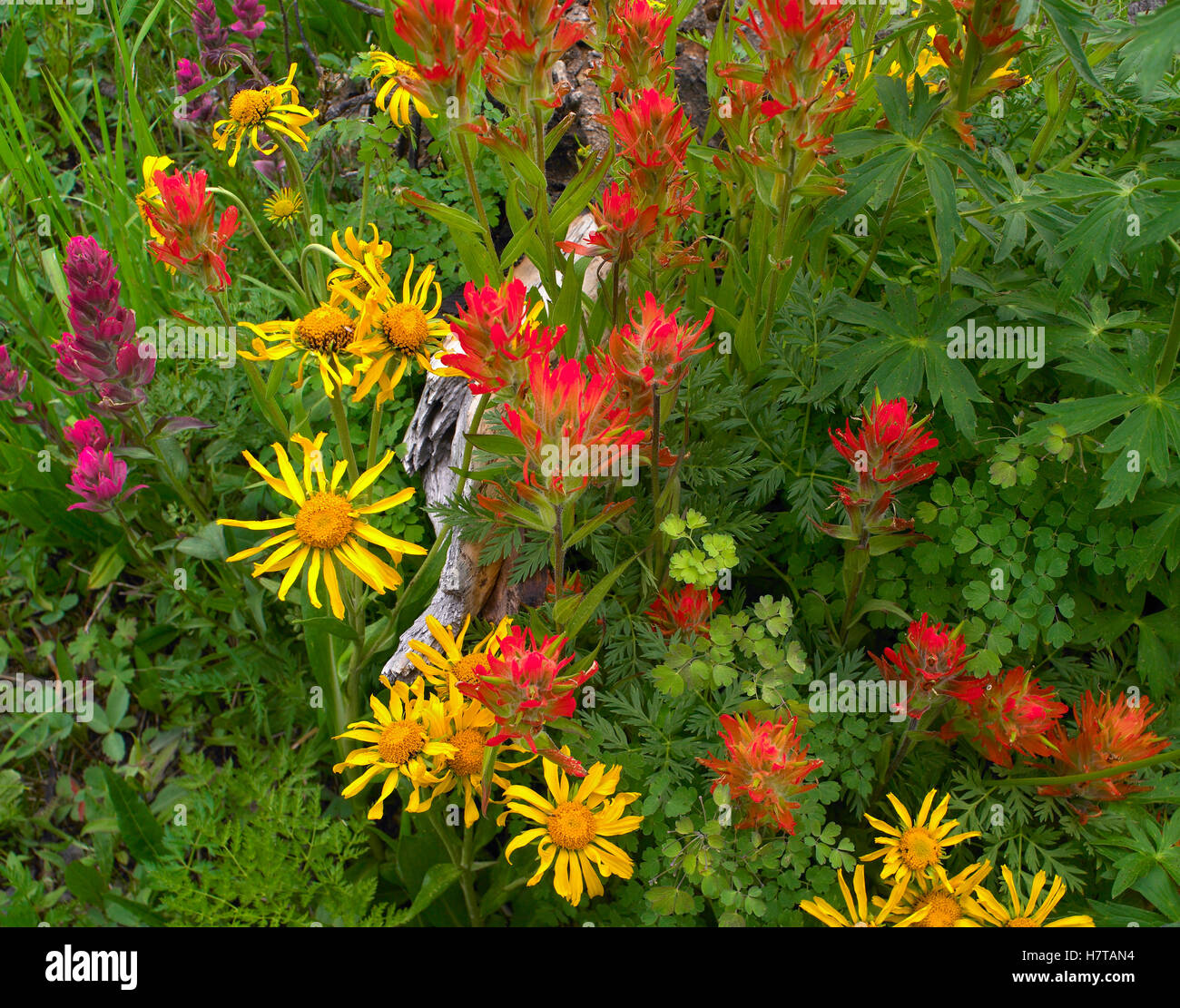 Orange Sneezeweed (Hymenoxys hoopesii) and Indian Paintbrush ...