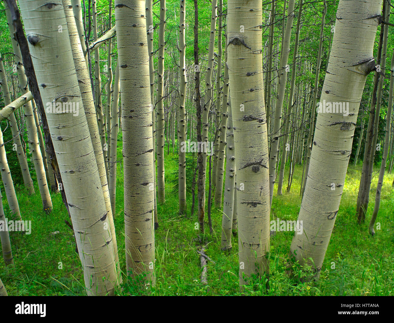 Quaking Aspen (Populus tremuloides) forest in spring, Gunnison National ...