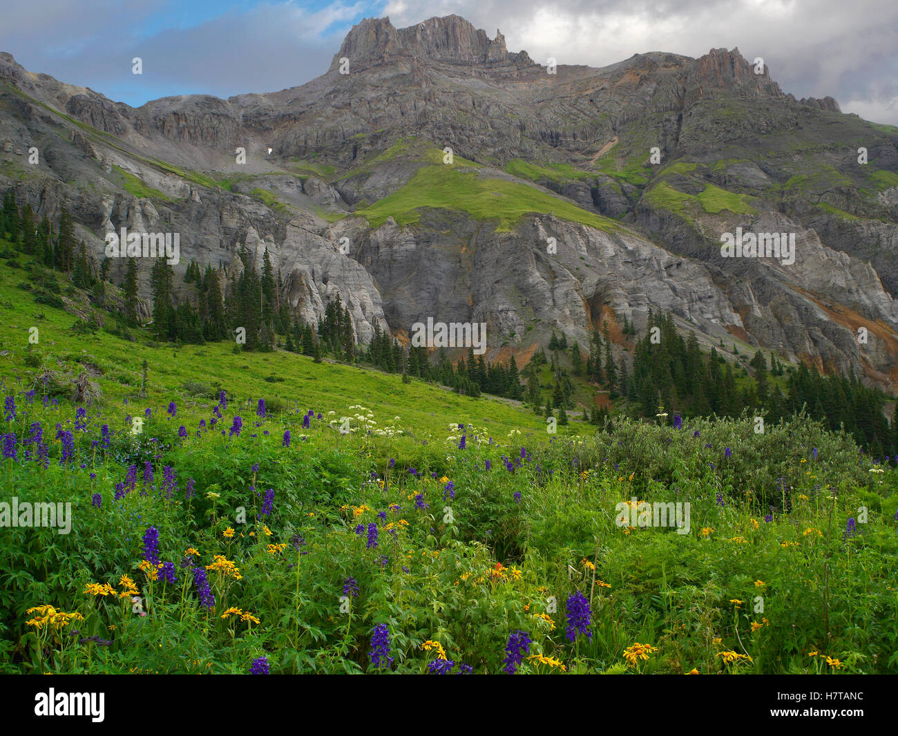 Orange Sneezeweed (Hymenoxys hoopesii) Indian Paintbrush (Castilleja ...