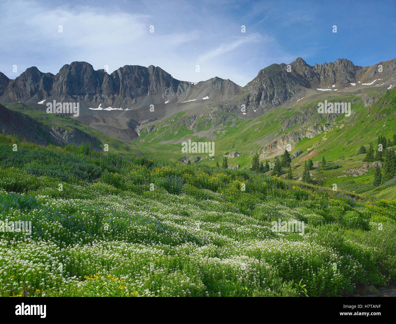 Wildflower meadow at the base of the San Juan Mountains, American Basin, Colorado Stock Photo ...