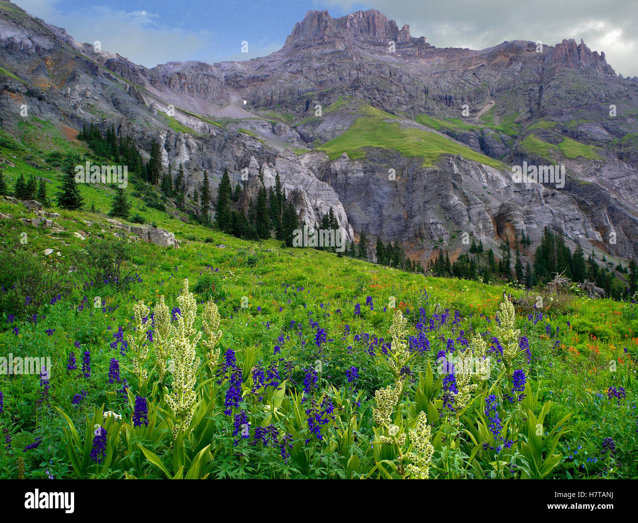 Delphinium (Delphinium staphisagria) flowers in meadow beneath Potosi ...