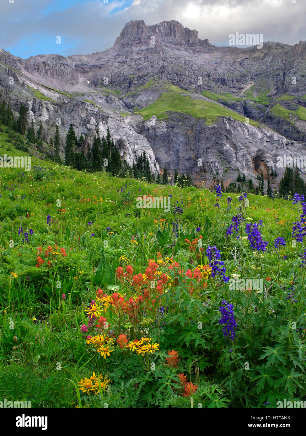 Orange Sneezeweed (Hymenoxys hoopesii) Indian Paintbrush (Castilleja ...