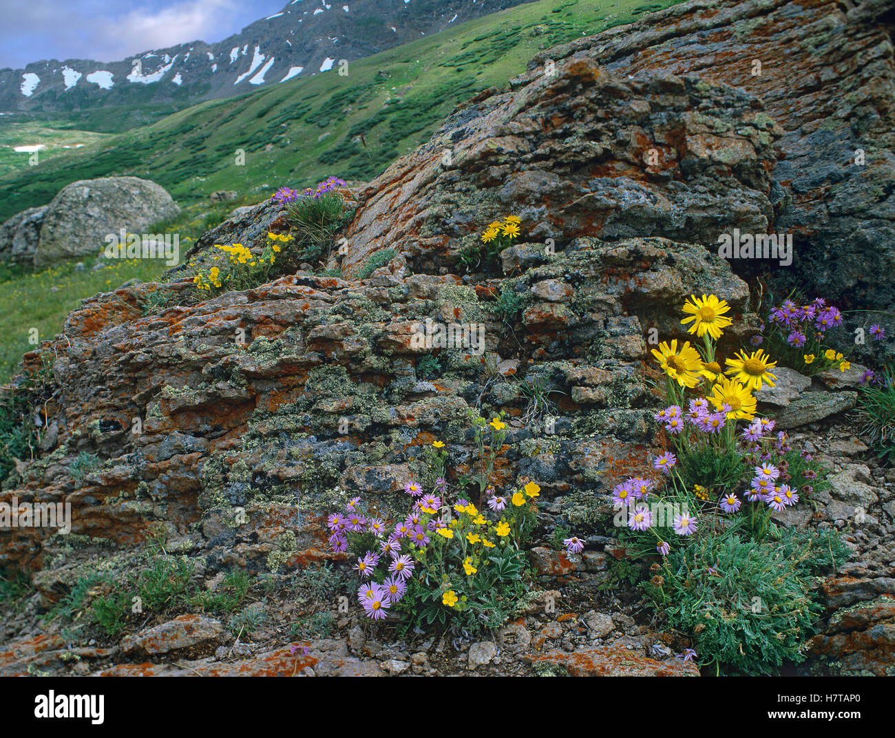 Subalpine Fleabane (Erigeron peregrinus), Snow Cinquefoil (Potentilla ...