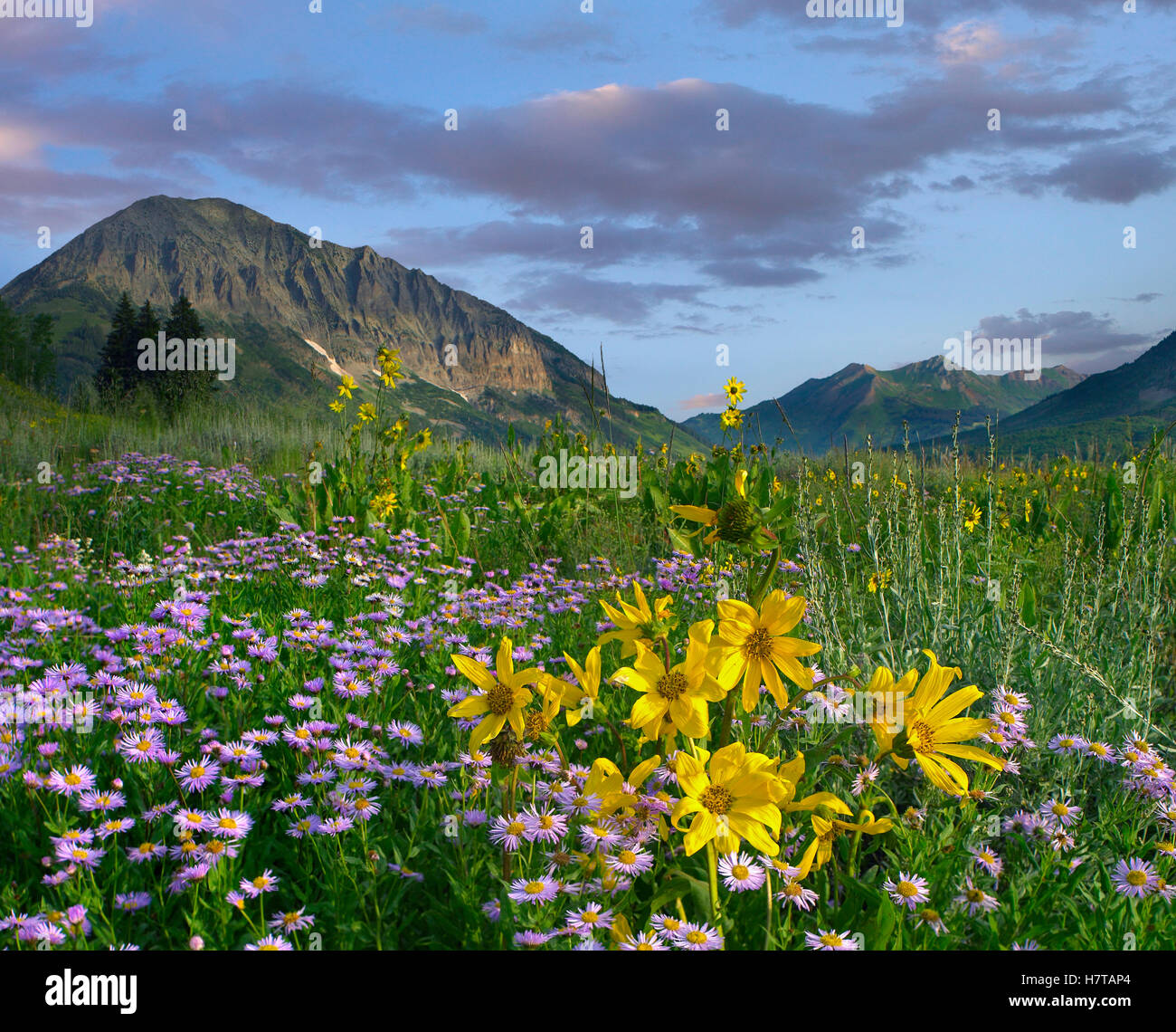 Orange Sneezeweed (Hymenoxys hoopesii) and Smooth Aster (Aster laevis ...