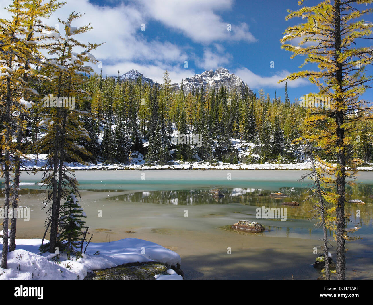 Boreal forest in light snow, Opabin Plateau, Yoho National Park ...