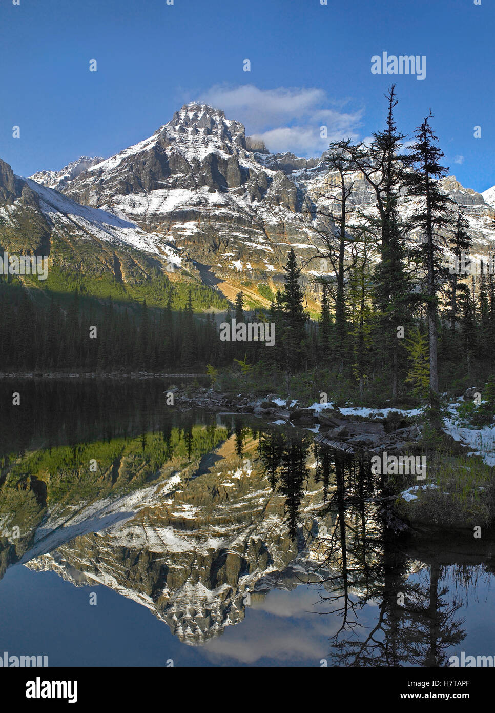 Mount Huber reflected in lake with boreal forest, Yoho National Park ...