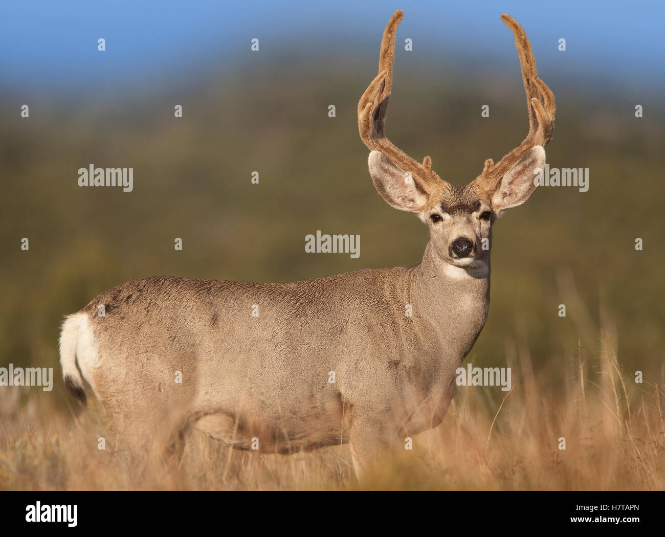 Mule Deer (Odocoileus hemionus) male in dry grass, North America Stock ...