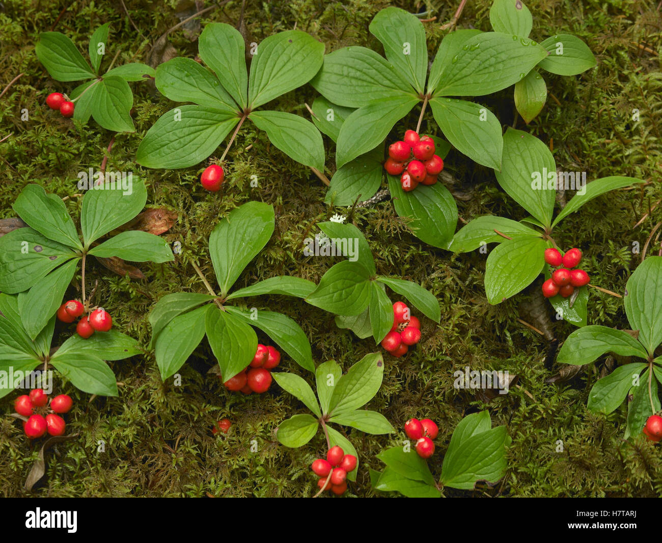 Bunchberry (Cornus canadensis) growing amid Sphagnum Moss, North ...