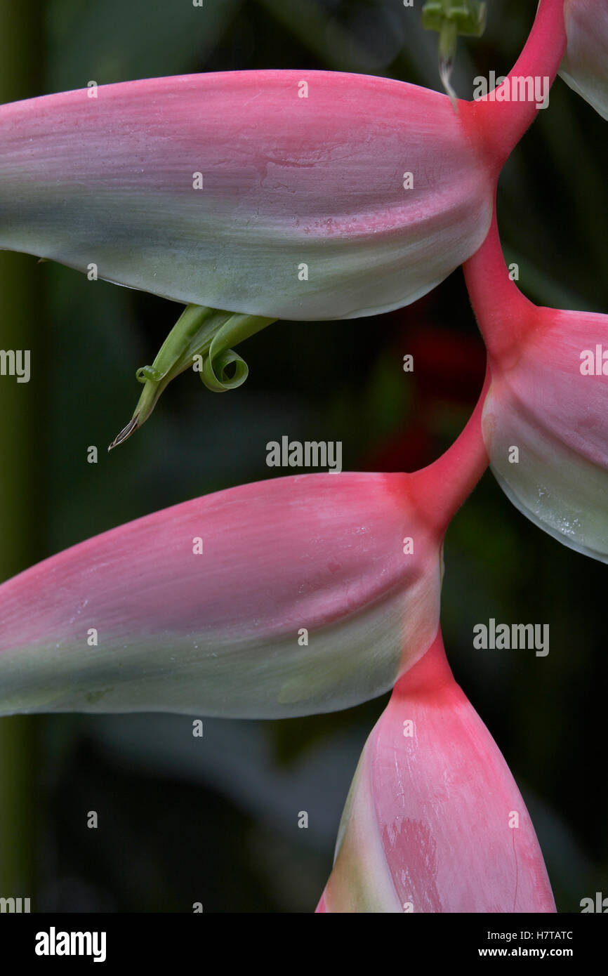 Heliconia (Heliconia sp), close up, Costa Rica Stock Photo - Alamy