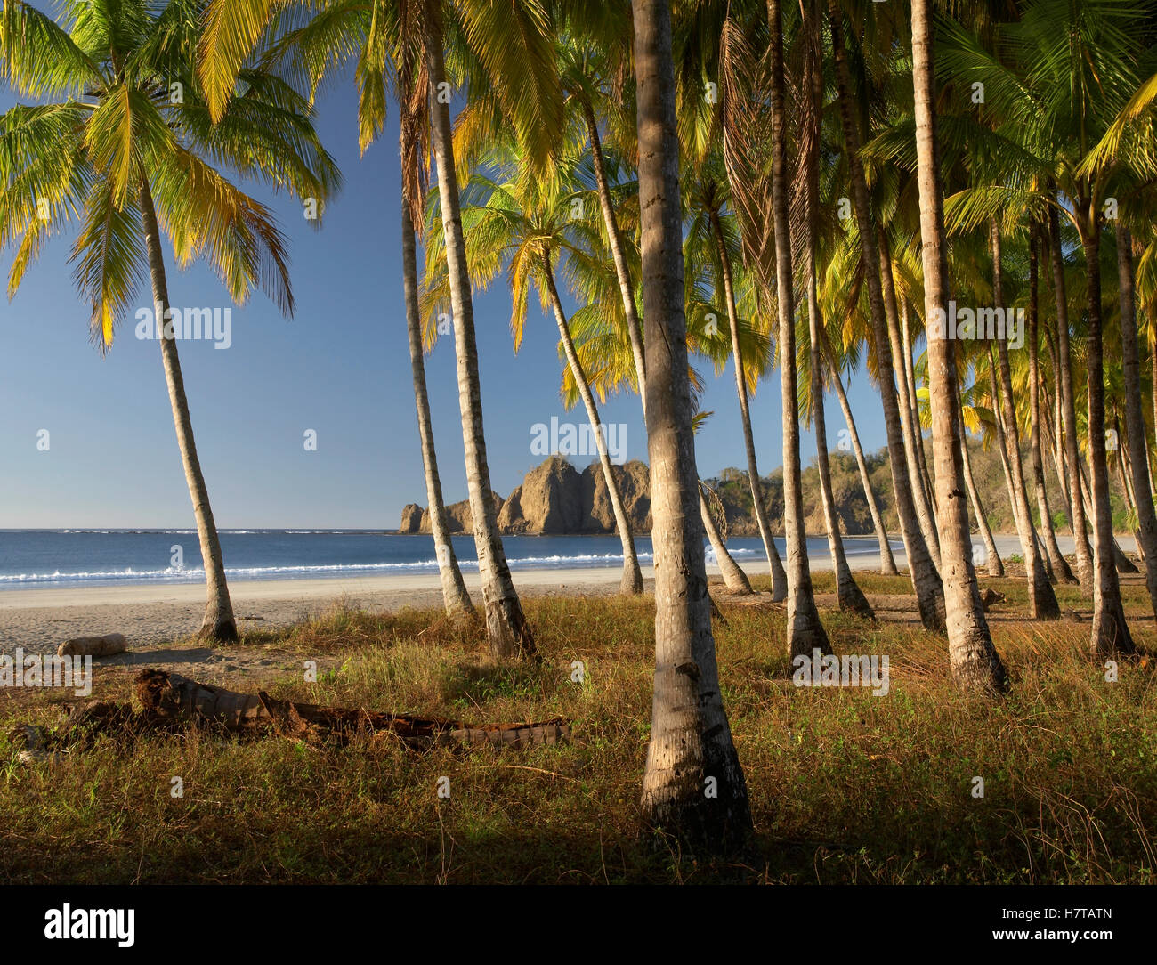 Palms at Playa Carrillo, Guanacaste, Costa Rica Stock Photo - Alamy