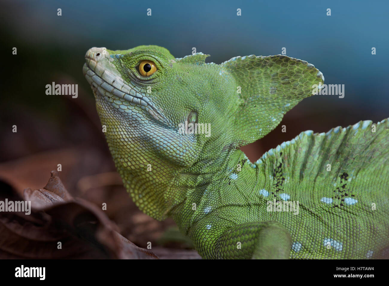 Jesus Christ Lizard (Basiliscus vittatus), Costa Rica Stock Photo - Alamy