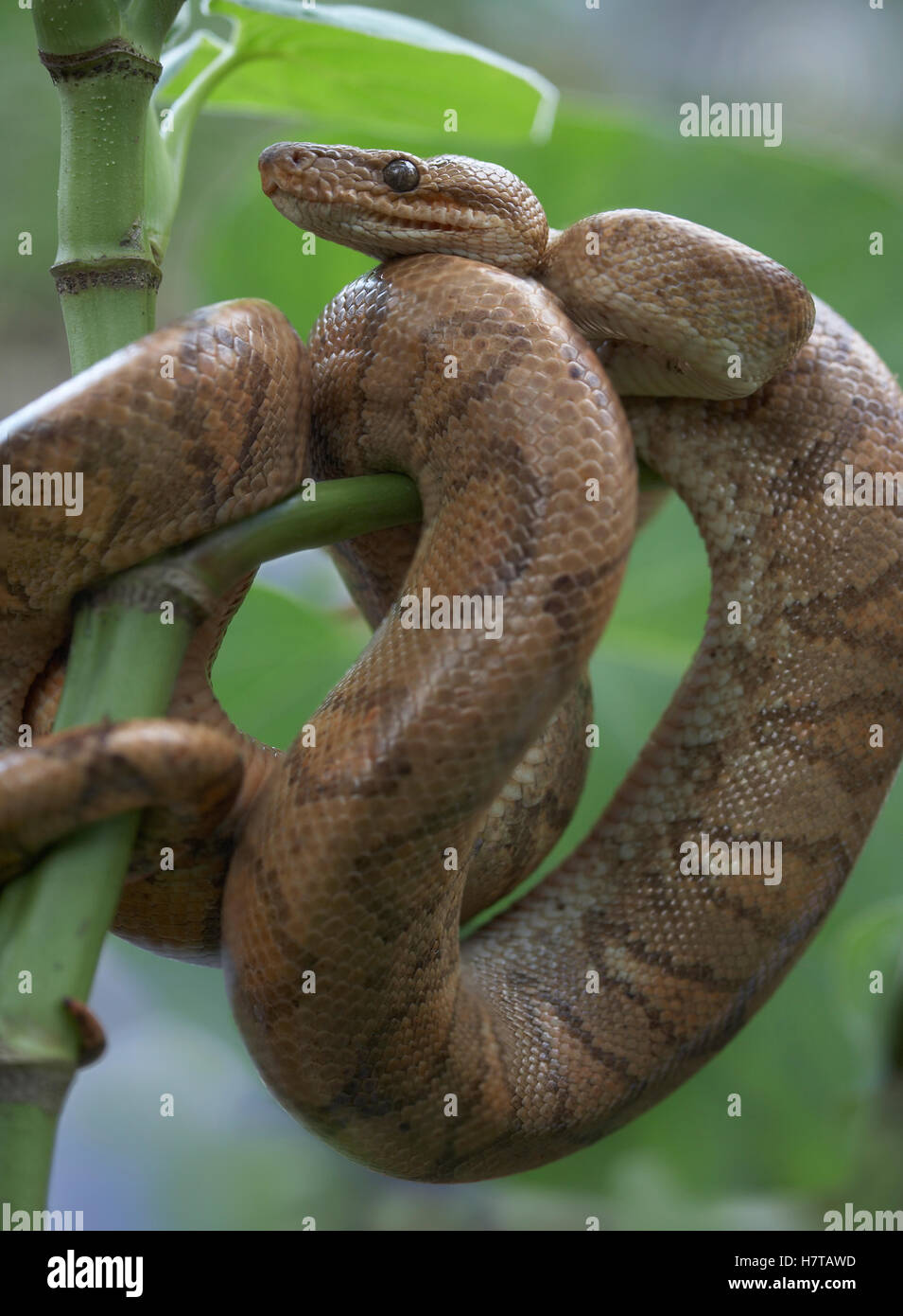 Cook's Tree Boa (Corallus cookii) coiled around plant, Costa Rica Stock ...