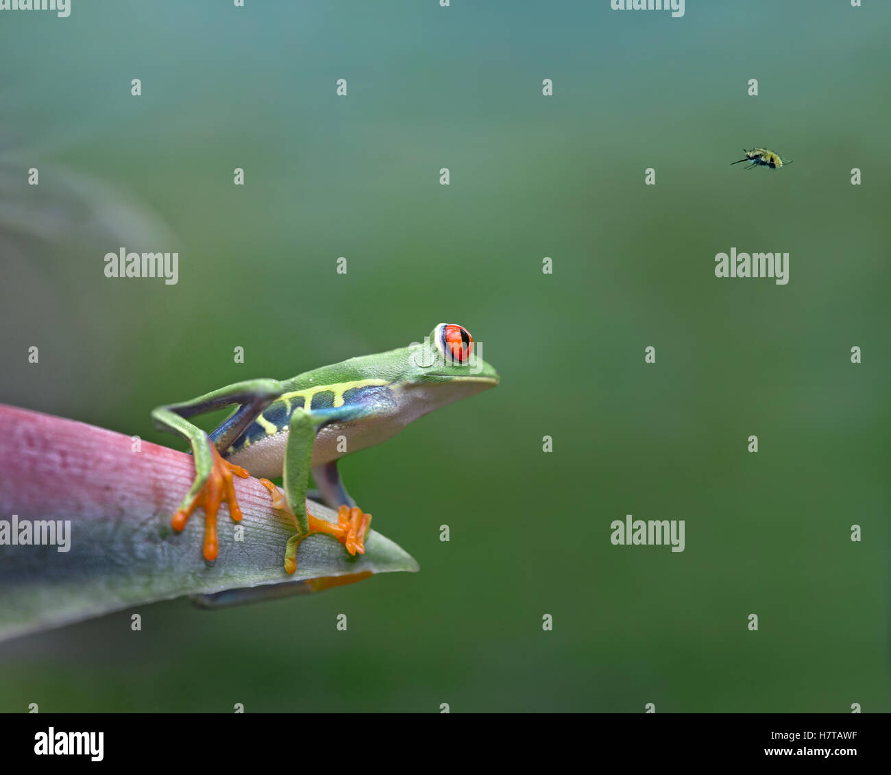Red-eyed Tree Frog (Agalychnis callidryas) eyeing Bee Fly (Bombyliidae ...