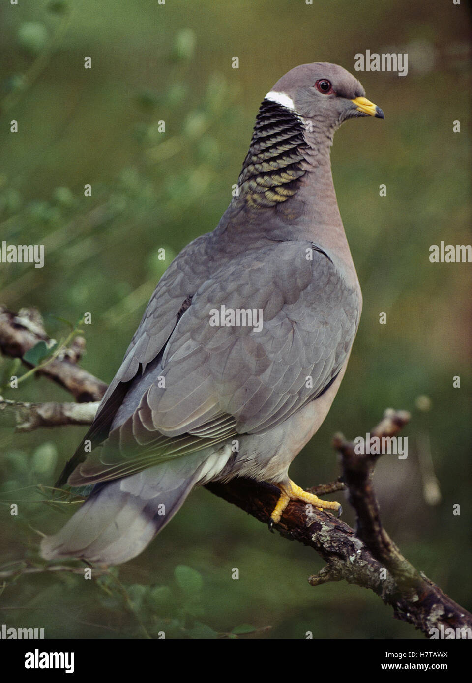 Band-tailed Pigeon (Patagioenas fasciata), North America Stock Photo ...